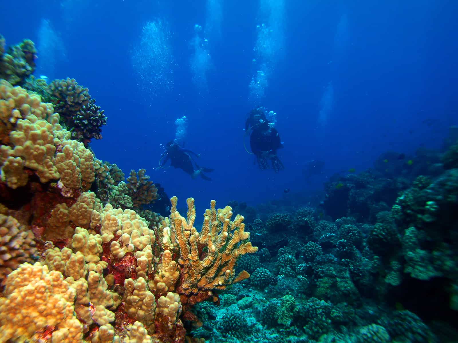 Should you Complete a Safety Stop when you find an Unconscious Diver ...