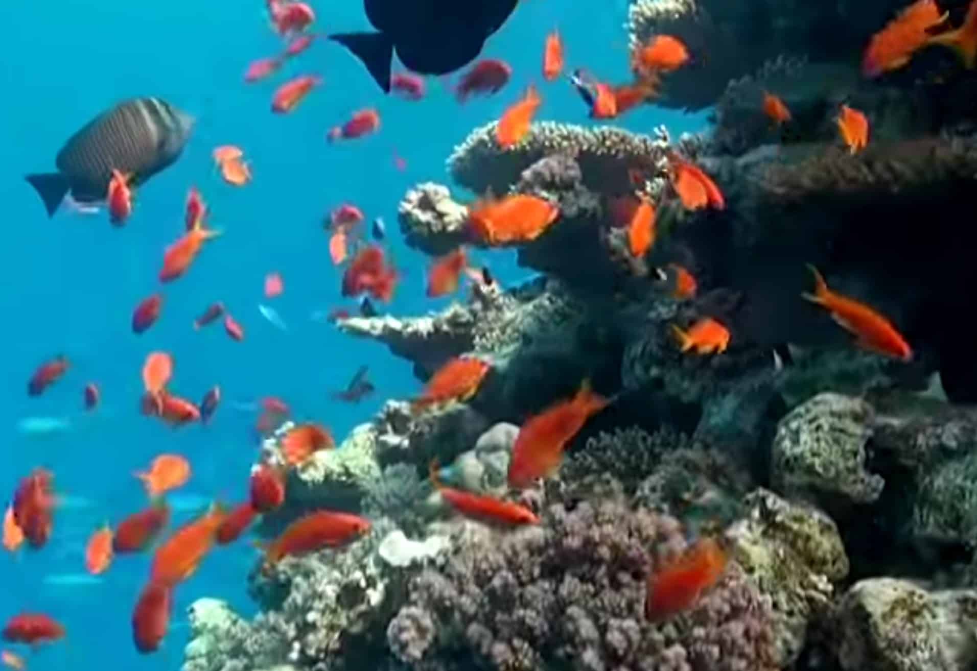 Dive Computer Failures - What can you do when it happens?