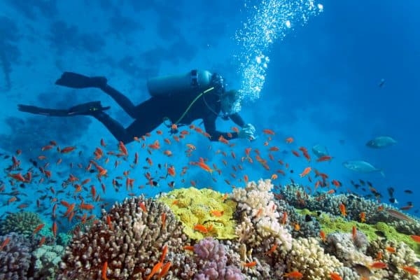 A Guide on How To Safely Go Diving In Strong Currents