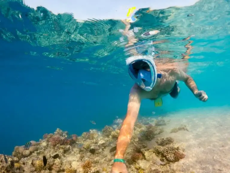 A Comprehensive Guide on How to Learn to Snorkel for Beginners