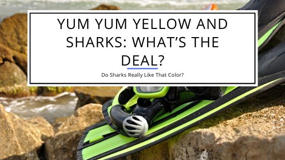 Yum Yum Yellow - What Colors attract Sharks when Diving?