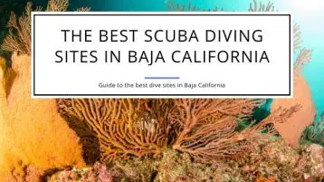 Guide to the Best Scuba Diving Destinations in Baja California