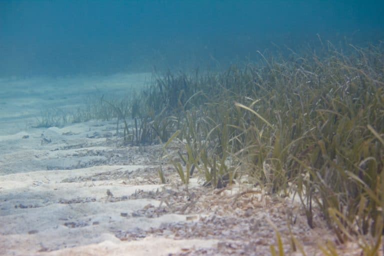 Guide to the Best Scuba Diving in the Florida Keys