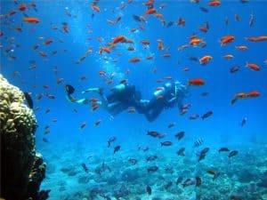 What Do You Do if You Get Separated From Your Dive Buddy?