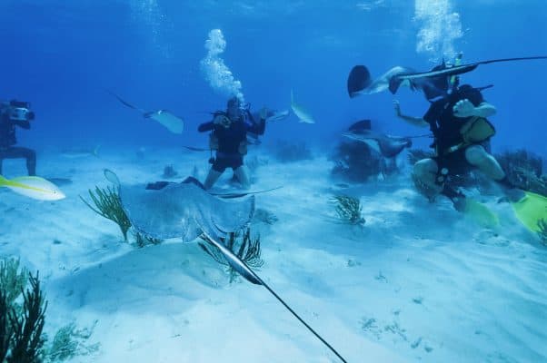 Find the Best Scuba Diving Desitnations in the Cayman Islands
