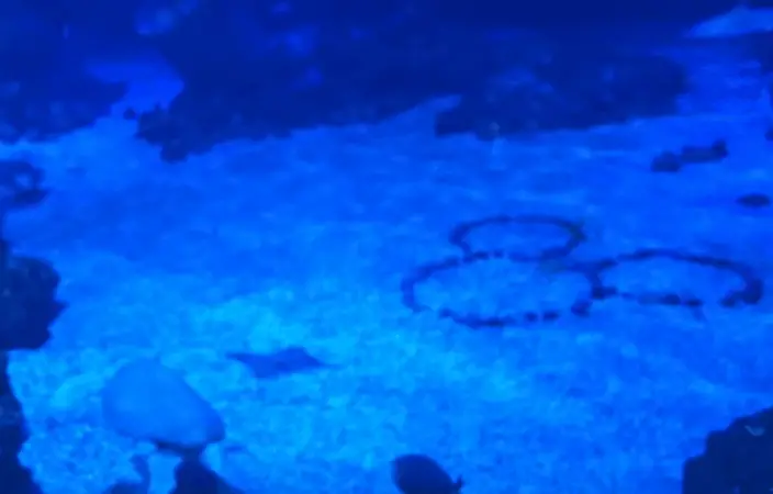 Scuba Diving at the Epcot Divequest – Worth a Dive?