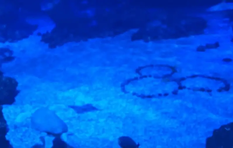 Scuba Diving at the Epcot Divequest – Worth a Dive?